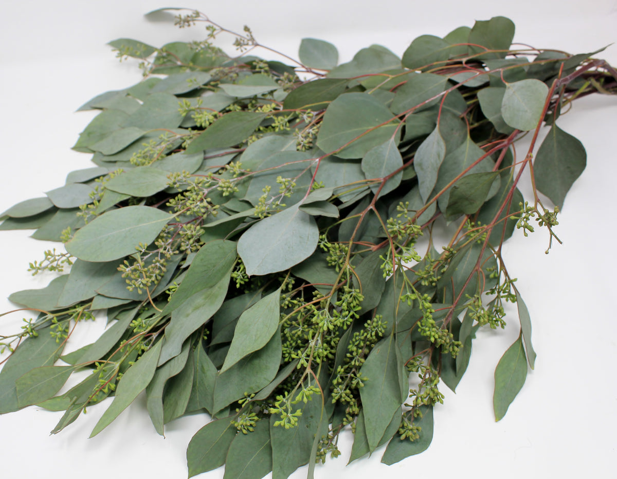 12 Bunch Eucalyptus Mix – Buygreensdirect.com