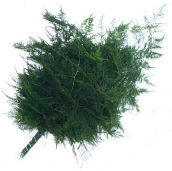 Plumosus - 10 pack – Buygreensdirect.com